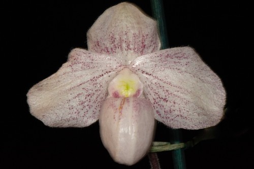 Paphiopedilum Snow Squall #5 (delenatii var. vinicolor x Greyi), in ...