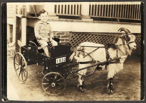 1930 Goat Pulling Single Seat Child’s Cart Buggy Cute Boy Vintage 3.5 X ...