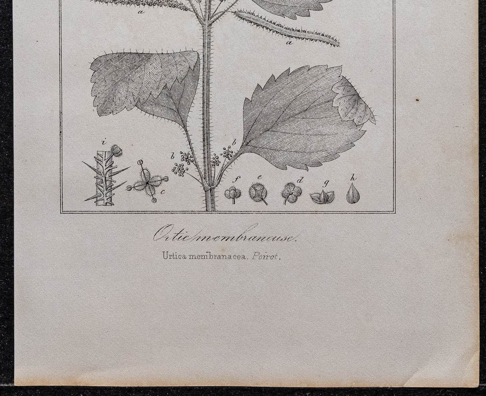 1846 - Doubtful Membranous Nettle - Antique Engraving (Botany ...