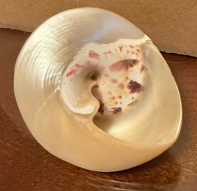 EXCEPTIONAL MOTHER OF PEARL PYRAMID SPIRAL SHELL (TROCHUS NILOTICHUS ...