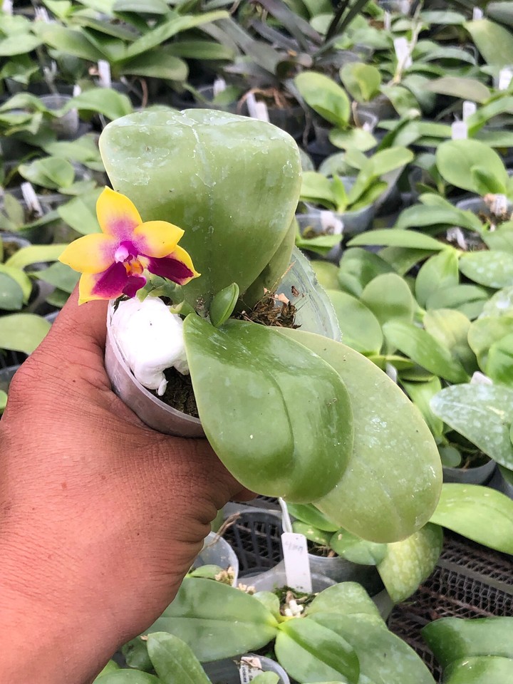 Original Orchid Phal Phalaenopsis Freya's Blue Origin x LL Blue Pie ...