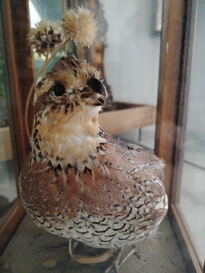 Gorgeous 1 of 2-Vintage Quail Glass Wood Lamp Taxidermy Bird Mid ...