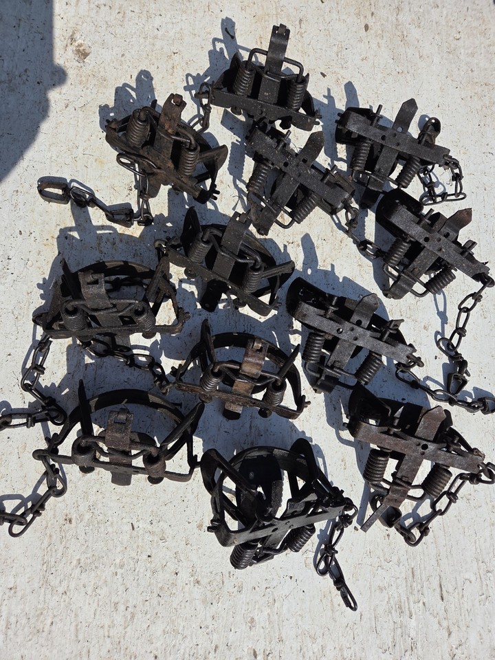 Lot (12) Victor #1.75 Coil Spring Traps Round Jaws Trap Trapping | eBay
