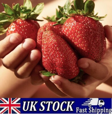 Giant Strawberry Seeds, Sweet And Delicious, Large Garden Fruit Plant ...
