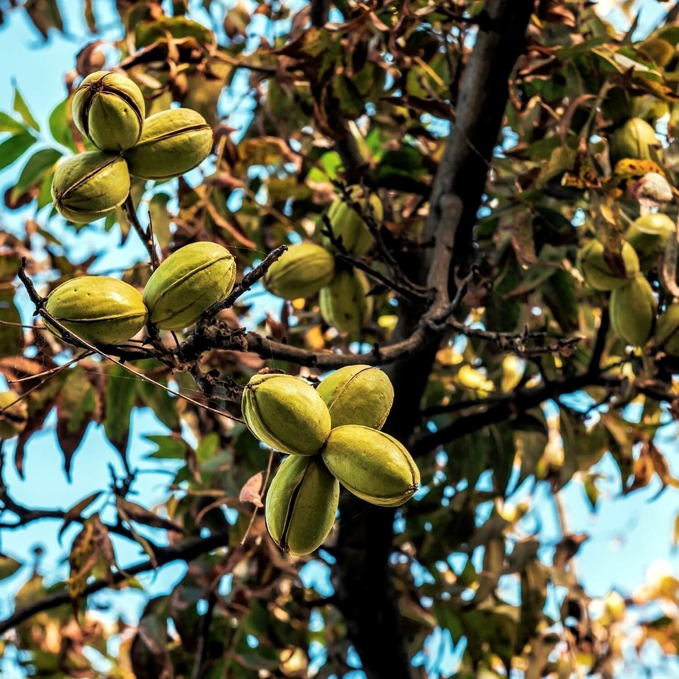 Northern Sweet Pecan Tree Seeds/Nuts (Carya illinoinensis) Hardy-Zone 5 ...