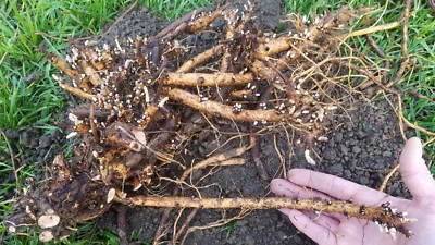 Hop Rhizomes - Cascade, Columbus, Glacier, Nugget, Chinook, Mt. Hood ...