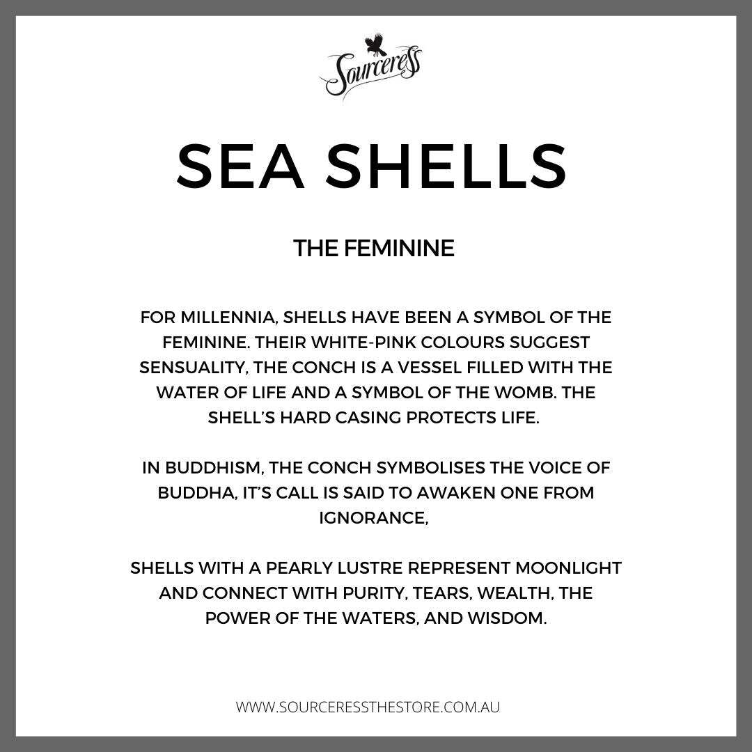 Real Polished Imperial Pearl Shell | eBay