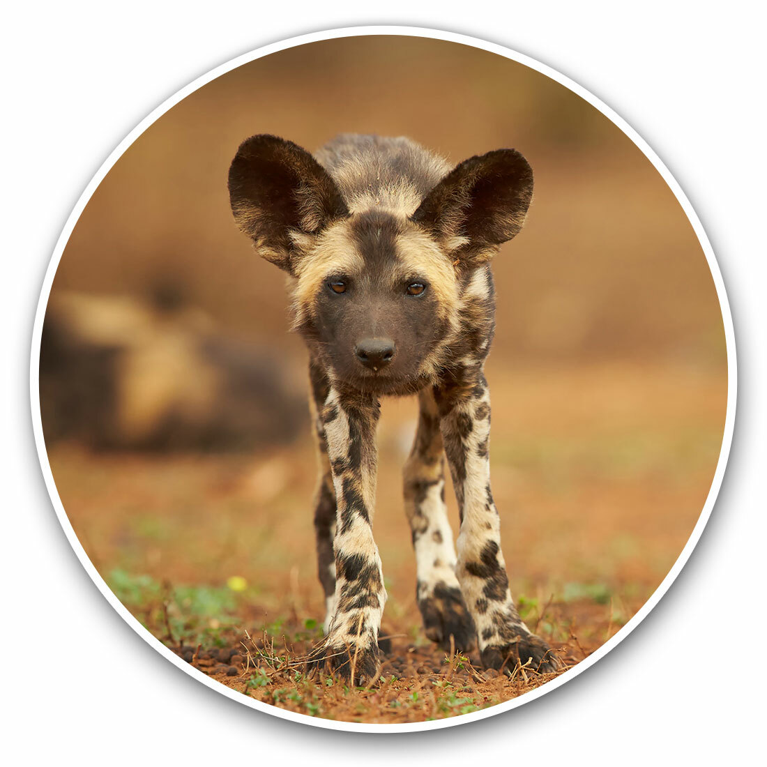 2 x Vinyl Stickers 10cm - African Wild Dog Lycaon Pictus Puppy Cool ...