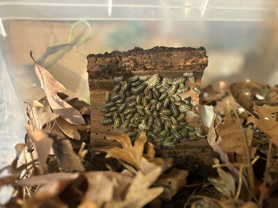 A gestroi Isopod Colony 50+ !count! | eBay