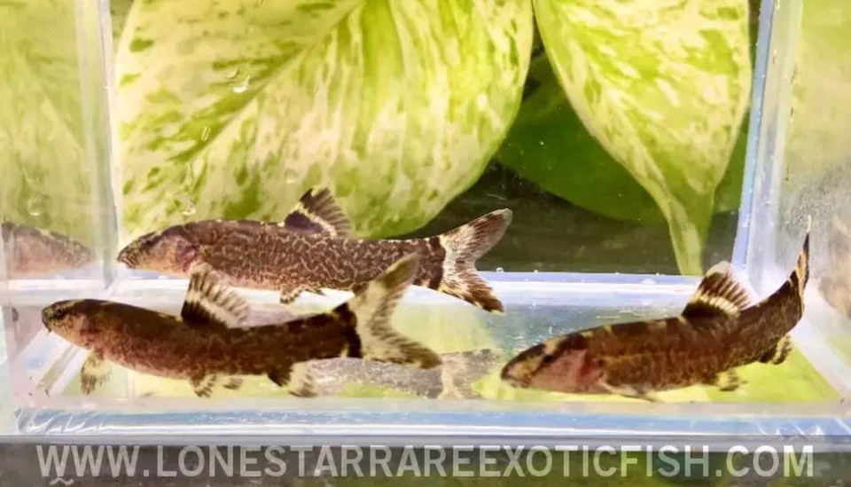 Purple Imperial Loach / Leptobotia taeniops - Live Aquarium Fish | eBay