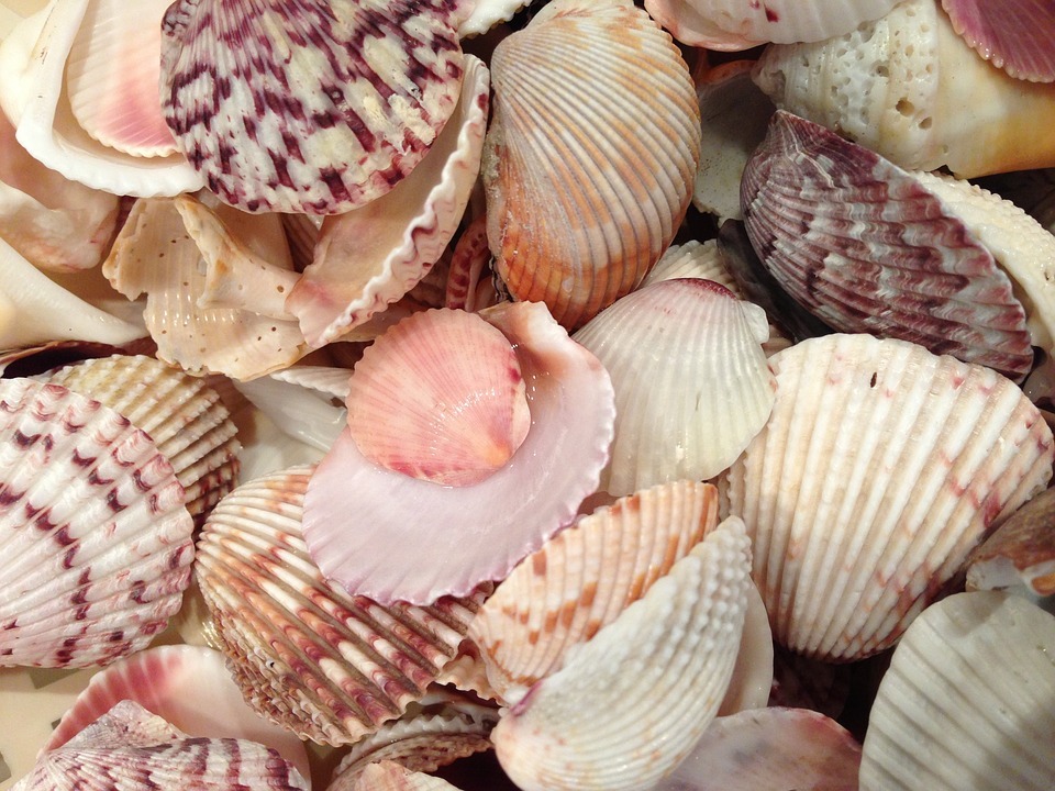Shells Seashells, Beach Shells, Individual Sea Shells - Choice of Over ...