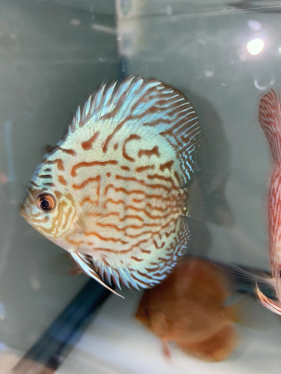 Blue Turquoise Discus Fish