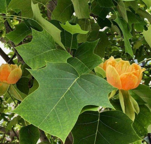 10 Tulip tree seed pods (Tulip Poplar Tree) Fresh Harvest of the Fall ...