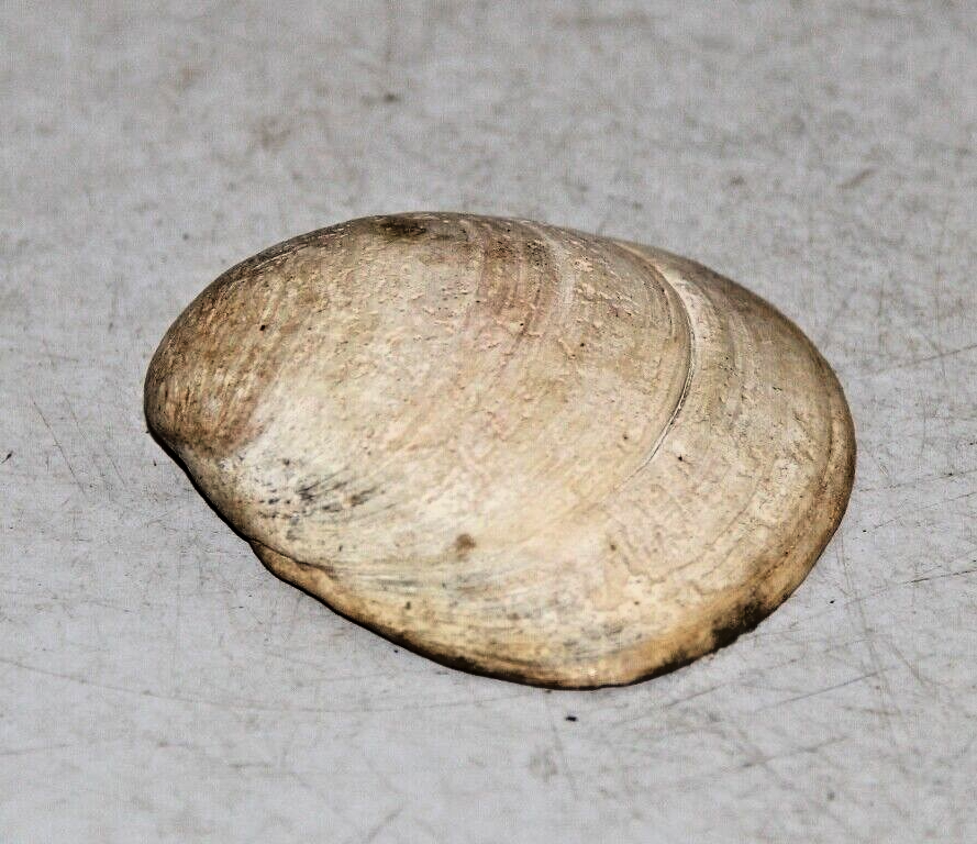 Antique Old Conch Shell /Sea Snail SHELL Kumkum Tilak Use in Indian ...