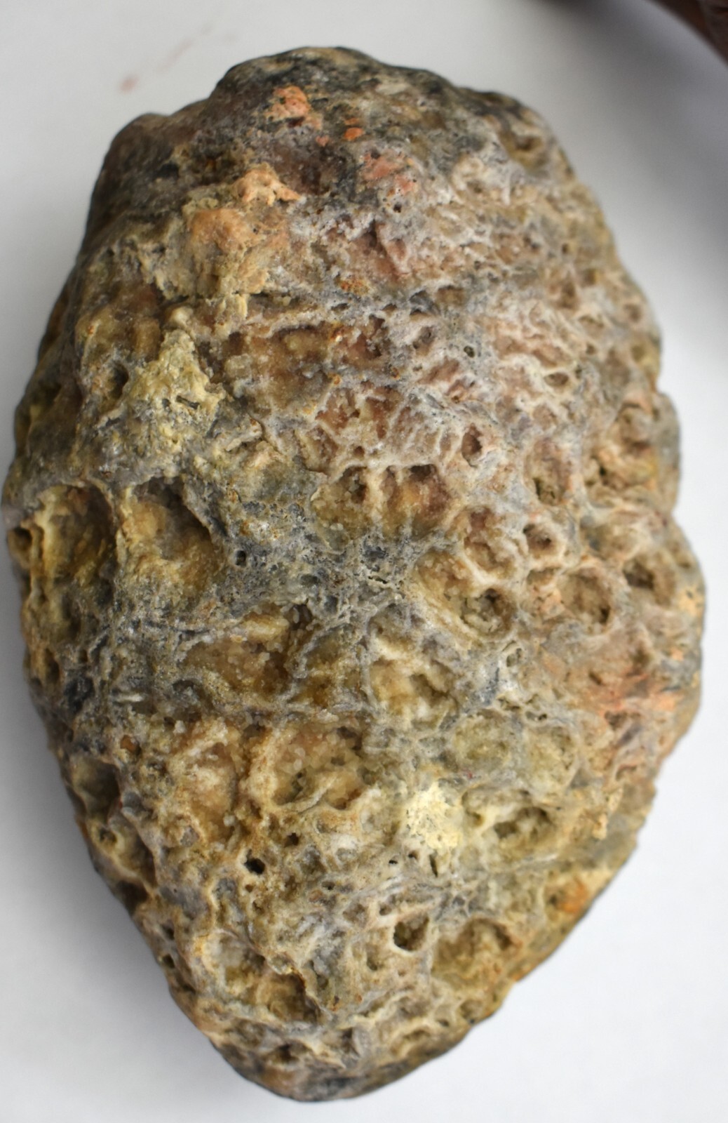 Golden Drusy Crystal Brain Geode North Carolina on Display Carved Wood ...