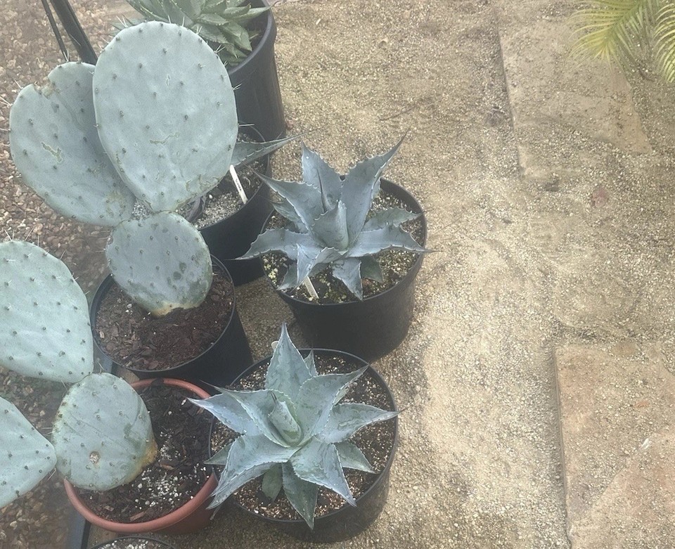 5L Agave Ovatifolia Whales Tongue Plant | eBay UK