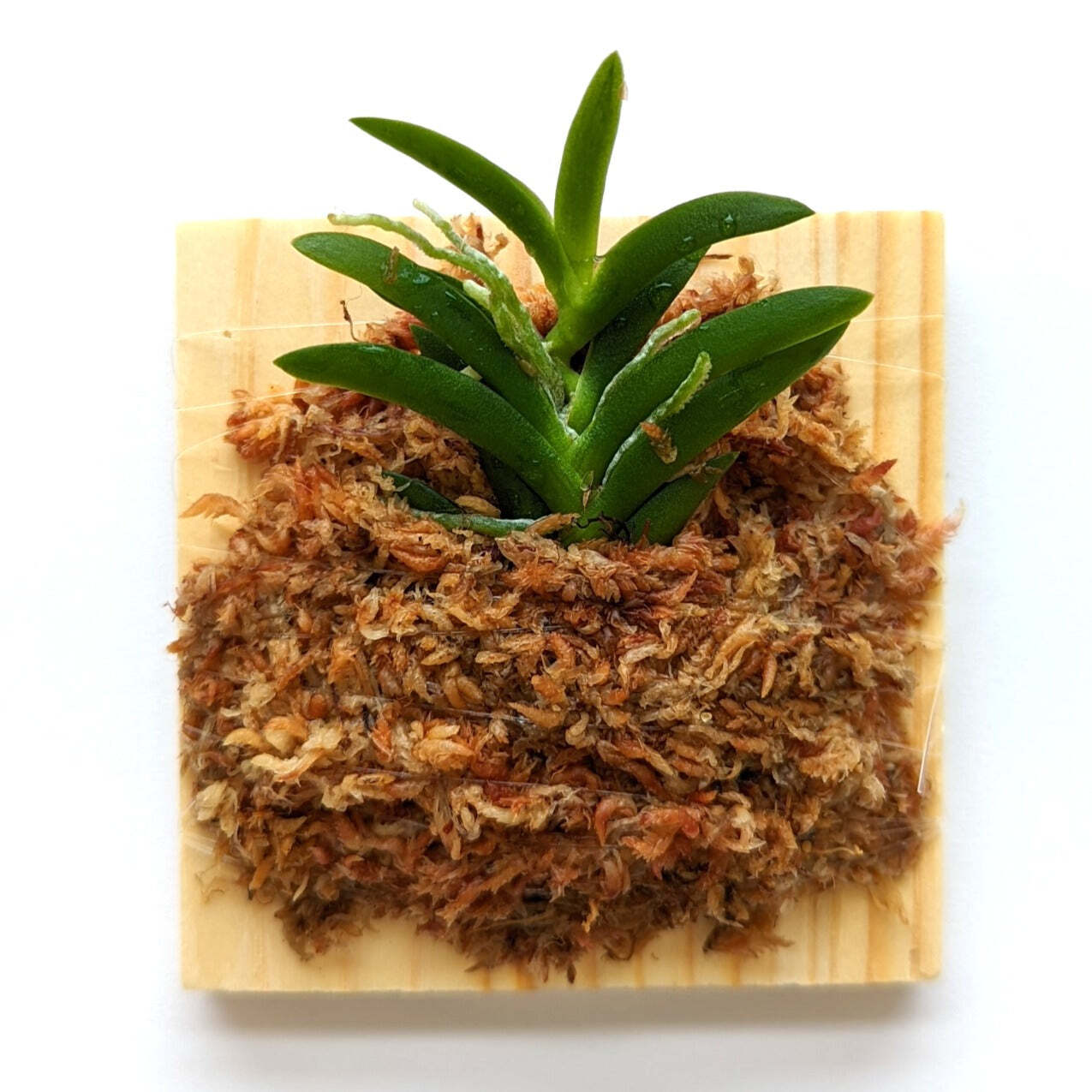 [NEW] Angraecum leonis, Leon's Angraecum, Flat Fan-Shape Leaves | eBay