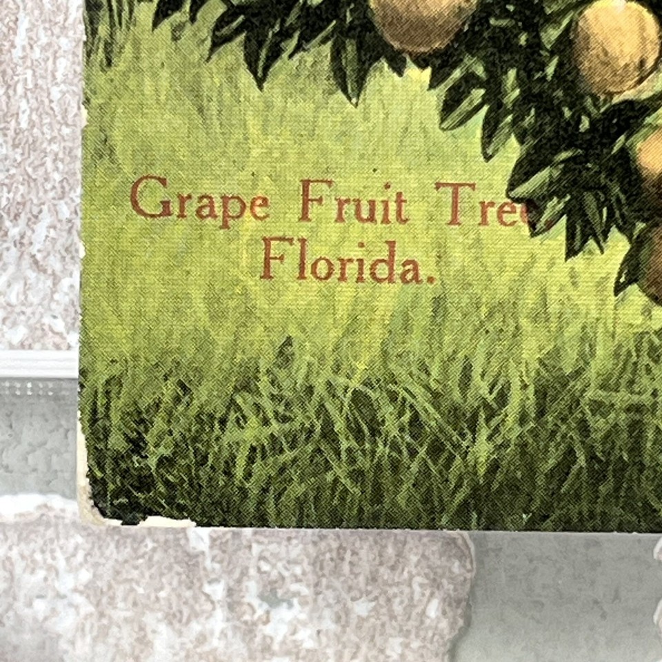 Vintage Florida Grapefruit Tree Postcard Posted 1915 FL Grape Fruit | eBay