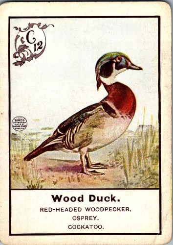 Vintage Wood Duck Trading Playing Card Nature Study Pub Co American ...
