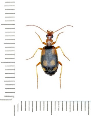 Carabidae, Brachinus sp. SAUDI ARABIA | eBay