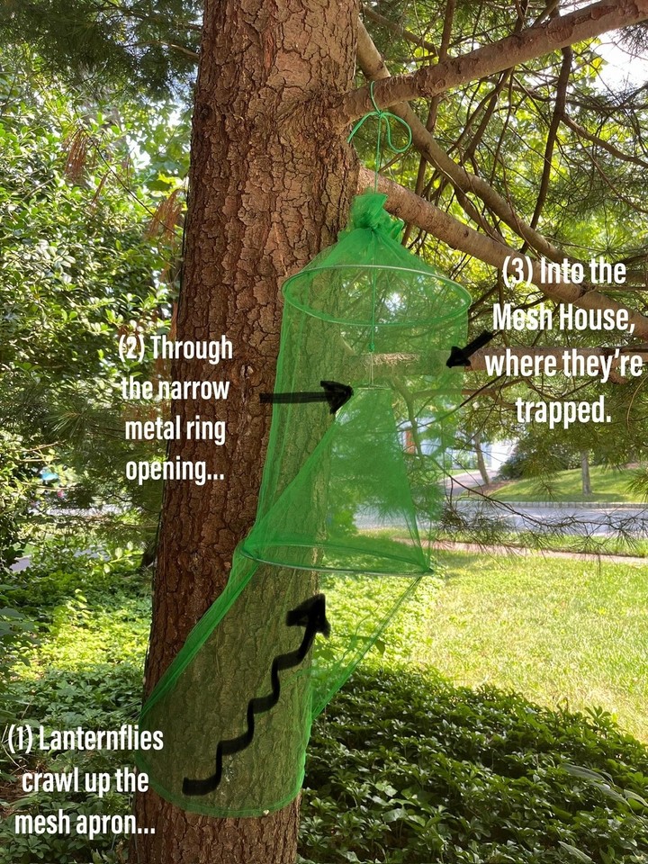 Spotted Lanternfly Mesh House Trap SLF. Simple and Effective Way to ...