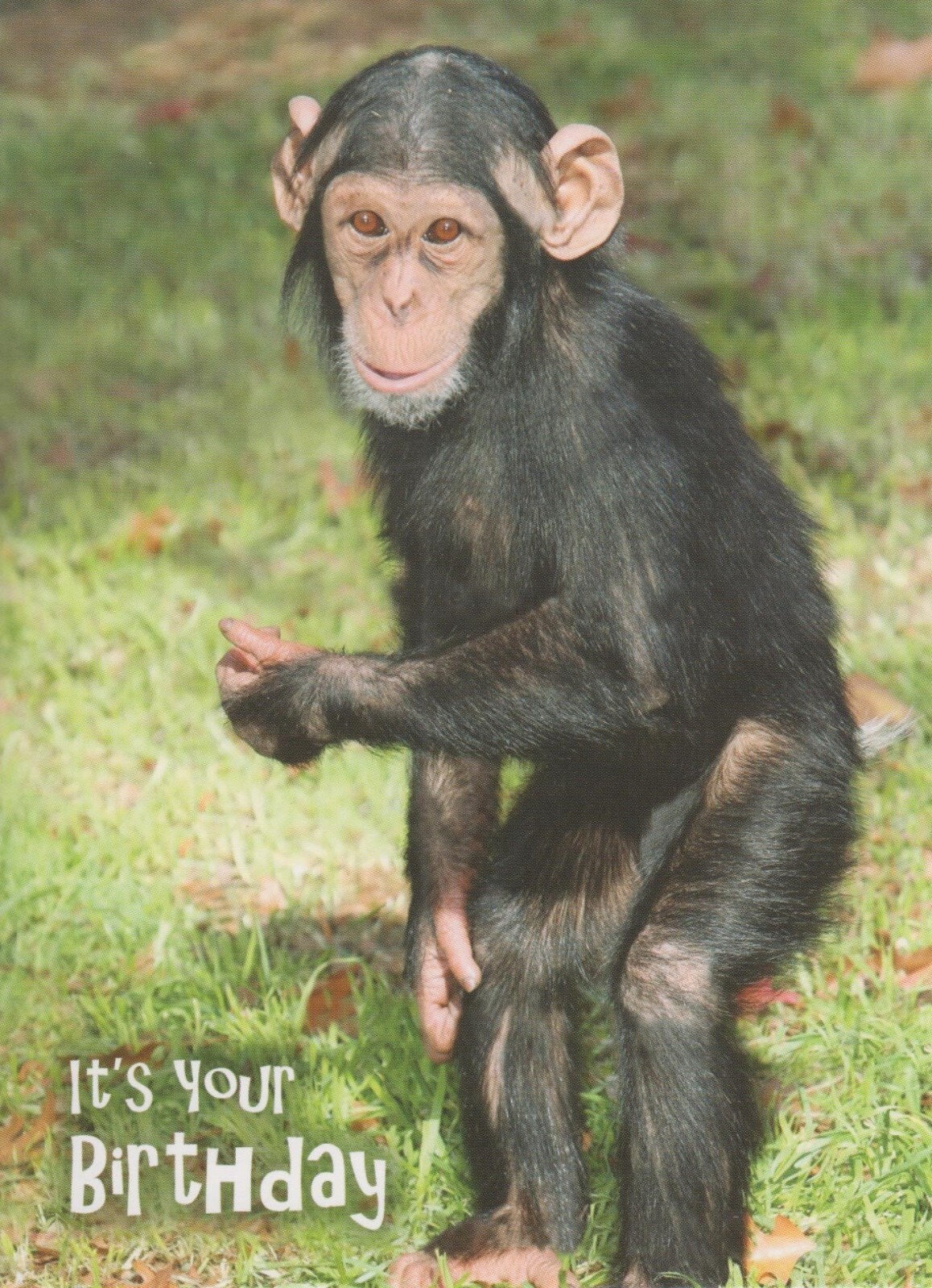 Birthday Christian Greeting Card Safari Friends Monkey Psalm 37-4 KJV ...