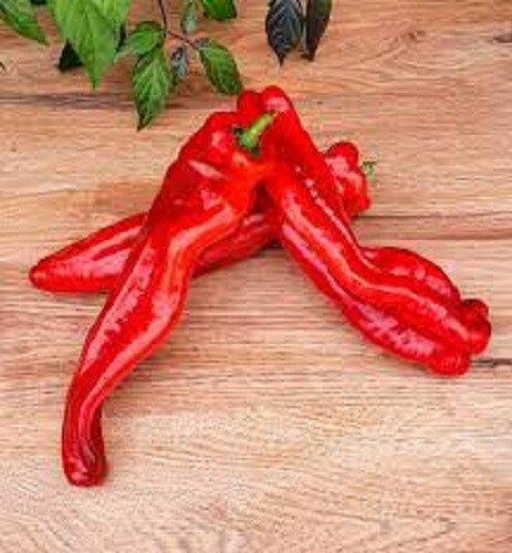 CHILLI GIANT CHILLI SEEDS Vegetable Garden Giant Chilli Seeds | eBay