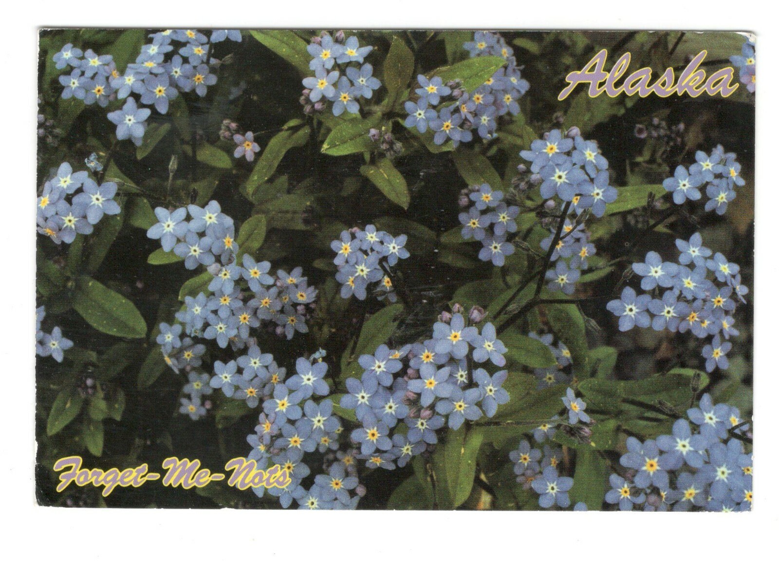 Alaska Forget-Me-Nots Flowers Vintage 4X6 Postcard AN99 | eBay