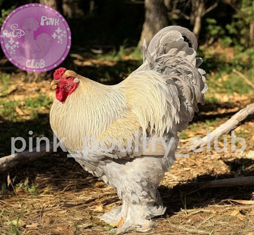 6 RARE high quality Isabella Brahma hatching eggs beautiful lavender ...