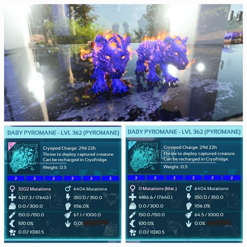ARK ASCENDED PVE OFFICIAL PAIR BABY PYROMANE FULL BLUE TOP STATUS PC ...
