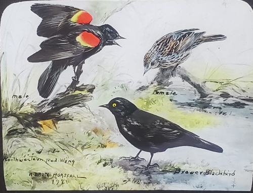 Northwestern Red-Wing Blackbird R Bruce Horsfall 1921, Magic Lantern ...