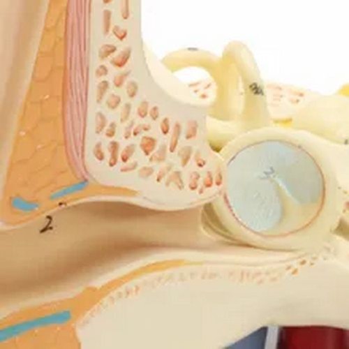 5X Magnification Human Ear Anatomy Model Auditory System Medical ...