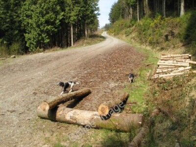 Photo 6x4 Timber stacking area Cwm-Cewydd A site where timber has been ...