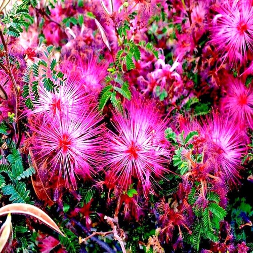 Pink Fairy Duster Tree Seeds Mesquitella eriophylla Flowering Mimosa ...