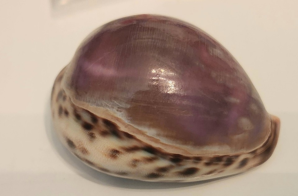 Purple Top Tiger Cowrie Shell Cypraea Tigris (3" x 2.25") Nautical Home ...