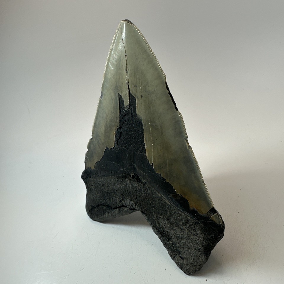Megalodon Shark Tooth 5.64 Inch - Huge - Serrated Fossil - Authentic ...