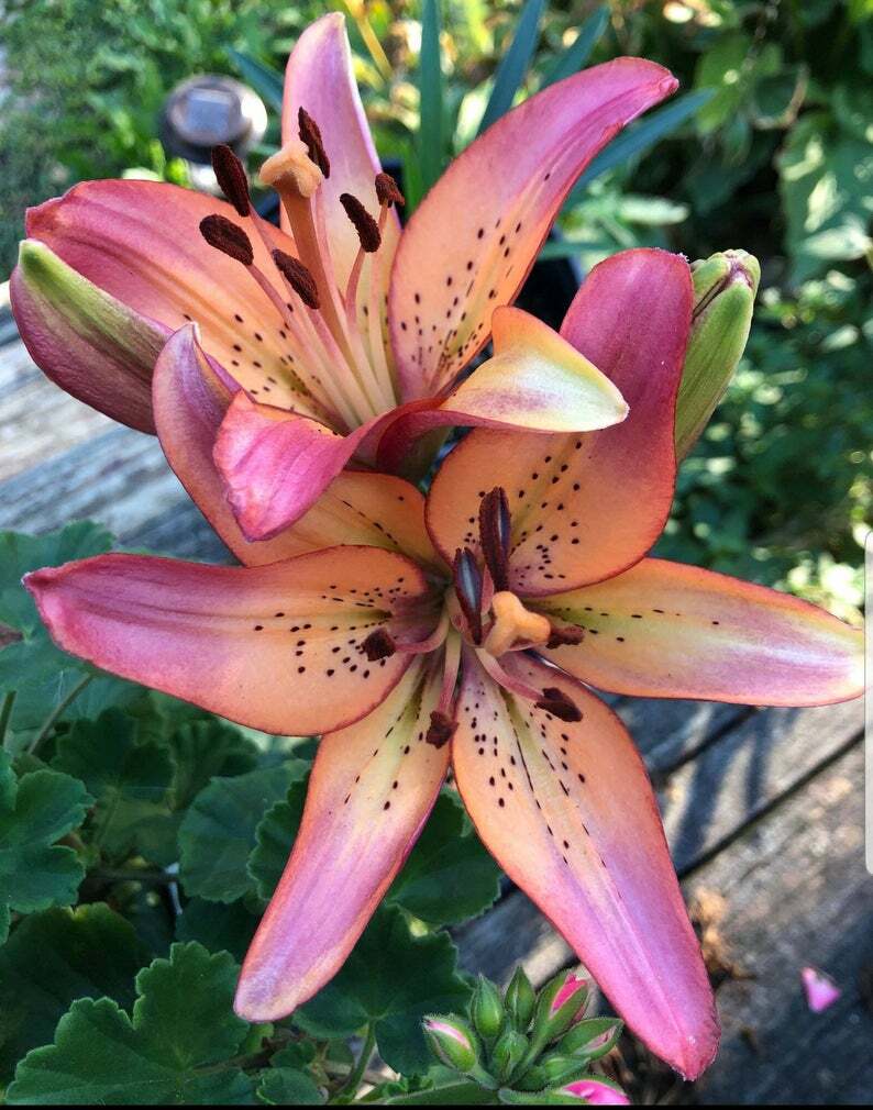 ROYAL SUNSET LILY FLOWER BULBS HARDY PERENNIAL PLANTS GROW 42" TALL ...