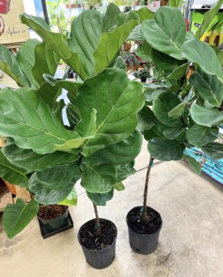 fiddle leaf fig tree live 3 Feet | eBay