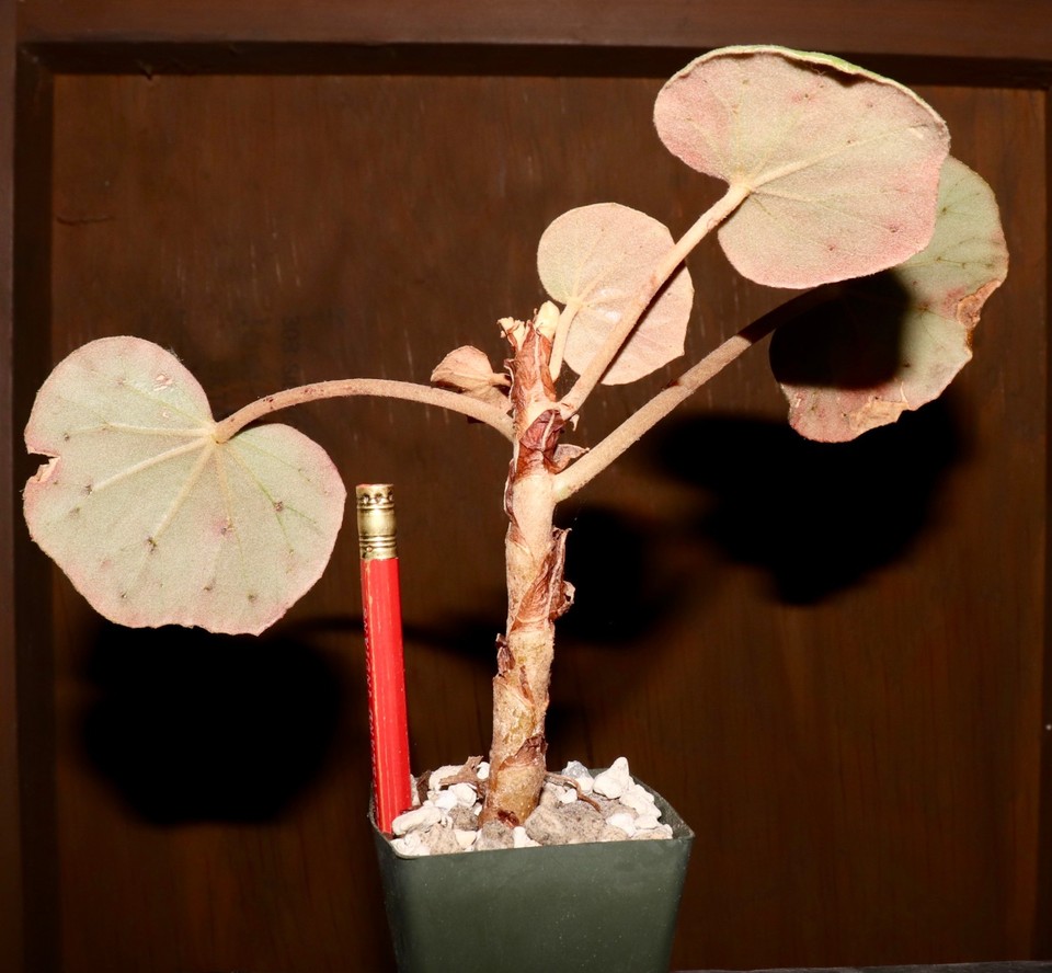 Begonia aff. grisea Rare "felted" leaf xeric species Brazil | eBay