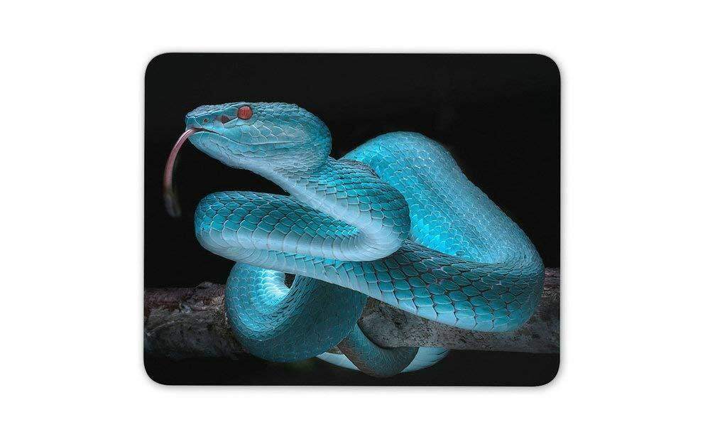 Cool Viper Snake Drawings