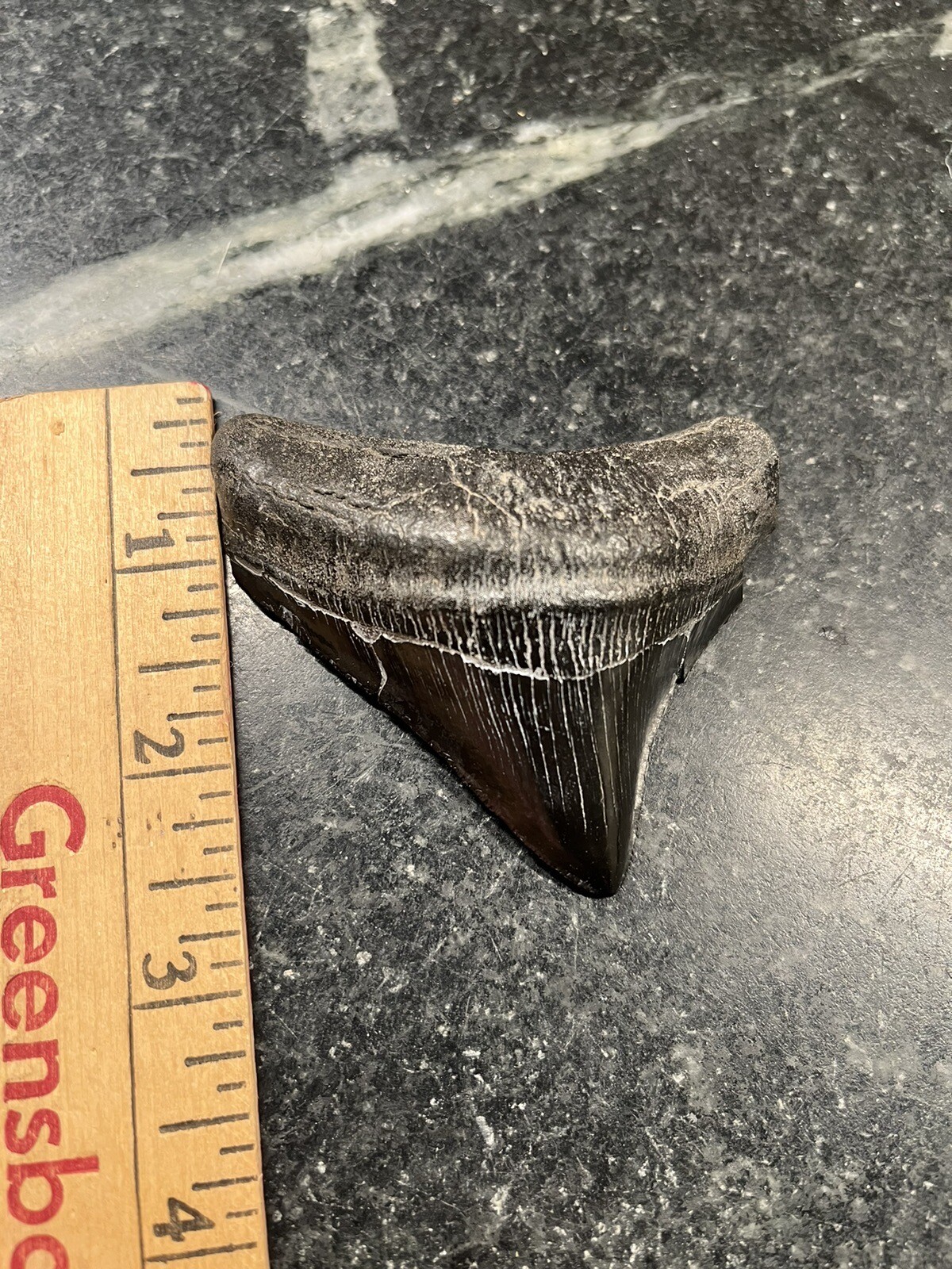 Megladone Rear Sharks Tooth | eBay