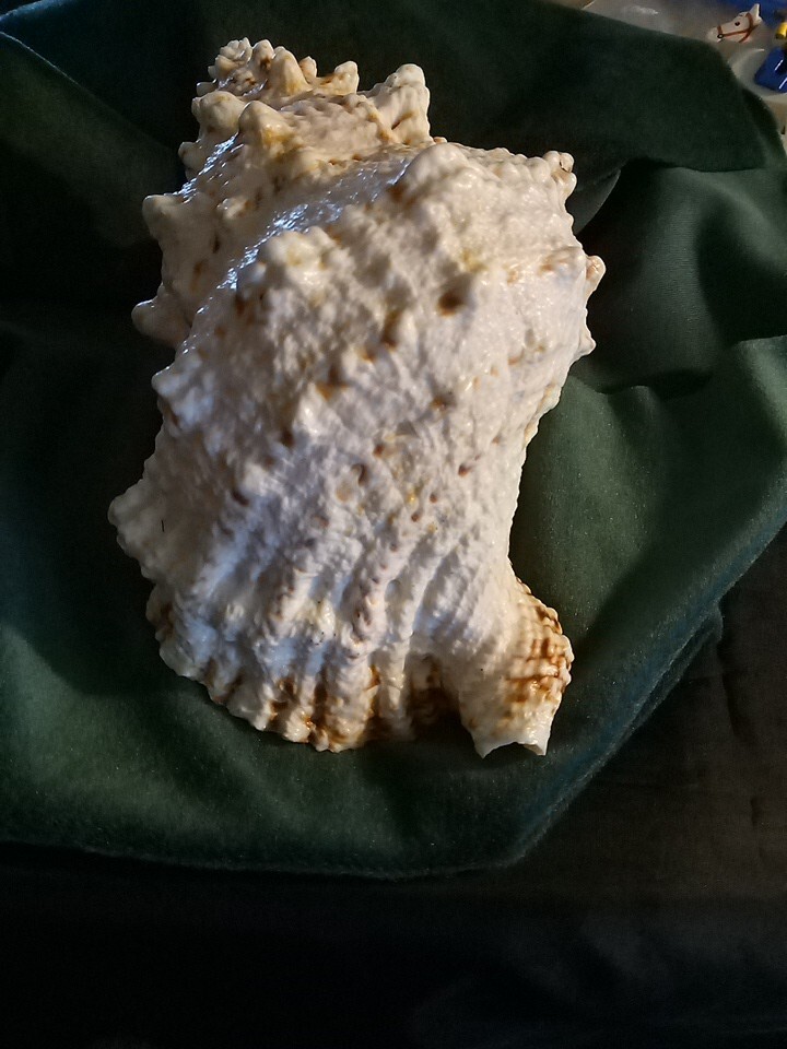 Large Frog Conch Shell 9 In X5in | eBay