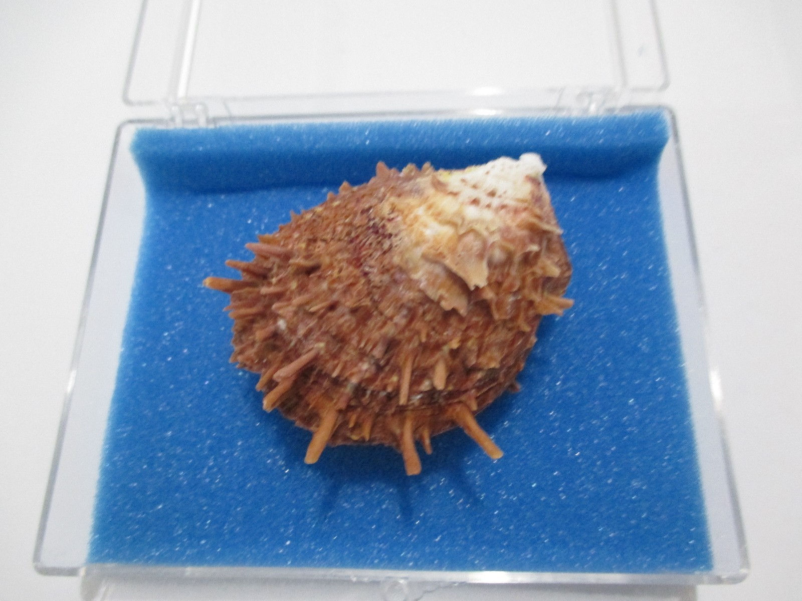 Spondylidae Spondylus Regius Sea Shell 65mm Unknow Origin 033S10 | eBay