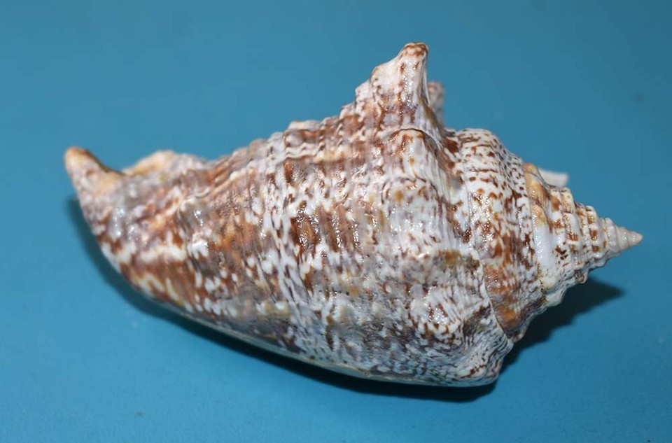 SEA SHELL - COQUILLAGES - STROMBIDAE - STROMBUS RANINUS - 82mm | eBay