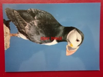 POSTCARD ANIMALS PUFFIN | eBay UK