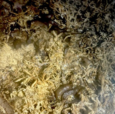 5 Baby Green Cellar Slugs | eBay