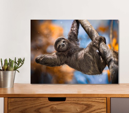 Happy Sloth Hanging 5mm thick Plastic Poster Ready to Hang 60x45cm | eBay