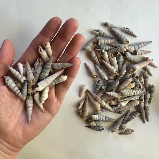 Lot of 100 Auger Spiral Pointed Florida Sea Shells Seashells Crafting ...