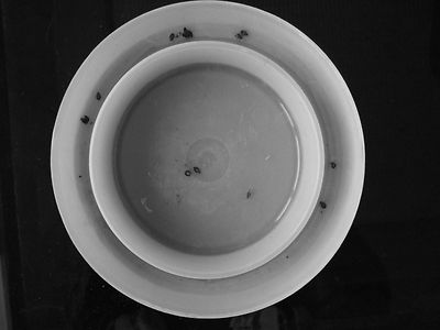 Bed Bug control Moat bedbug climb up non toxic monitoring trap catcher ...