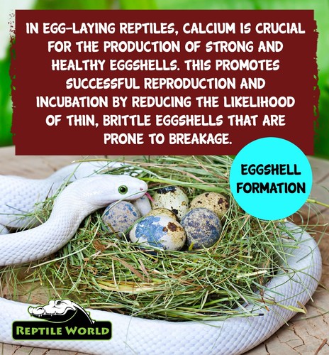 Reptile World Calcium Dusting Powder 100g - Tortoise, Bearded Dragon ...